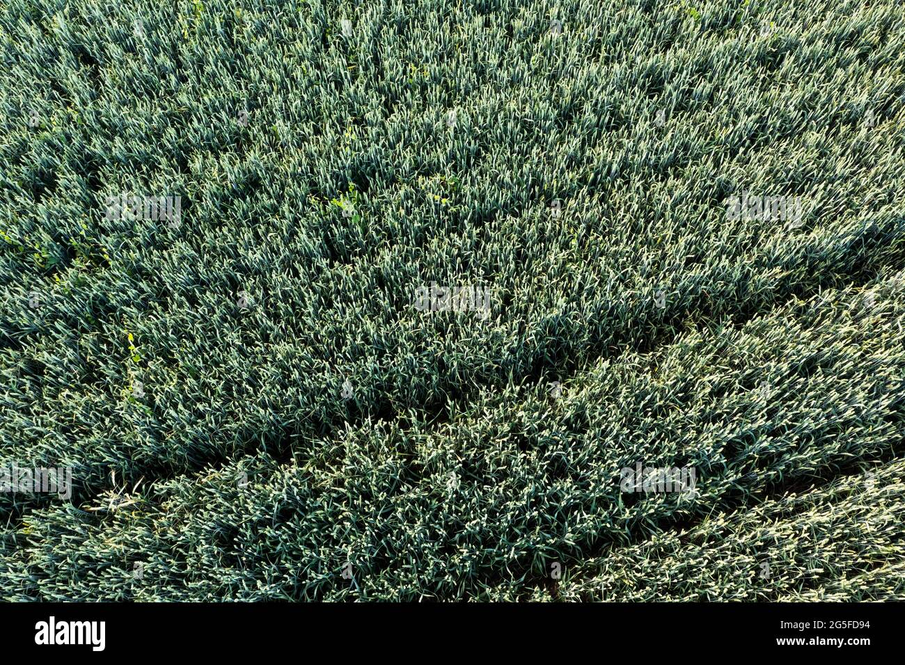 Rye crop aerial hi-res stock photography and images - Alamy
