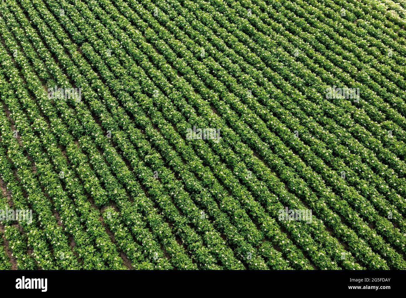 Aerial view of blooming potatoes crops on field Stock Photo - Alamy