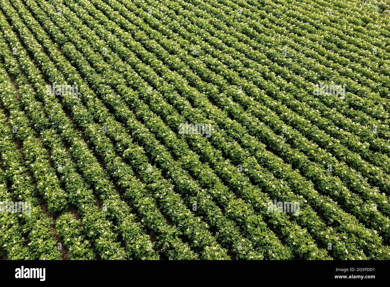 Aerial view of blooming potatoes crops on field Stock Photo - Alamy