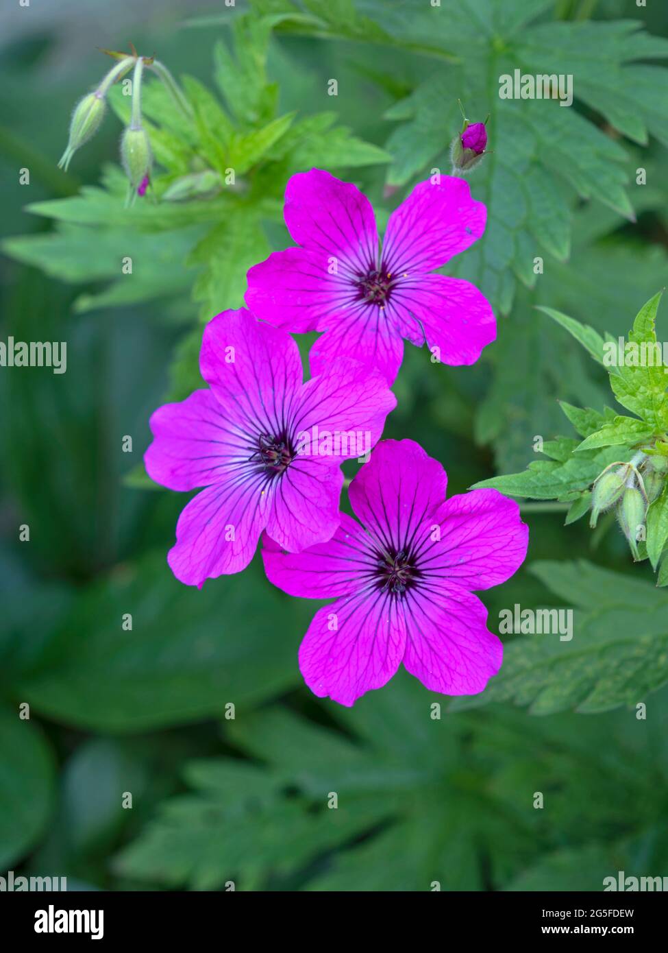 Magenta plant hi-res stock photography and images - Alamy