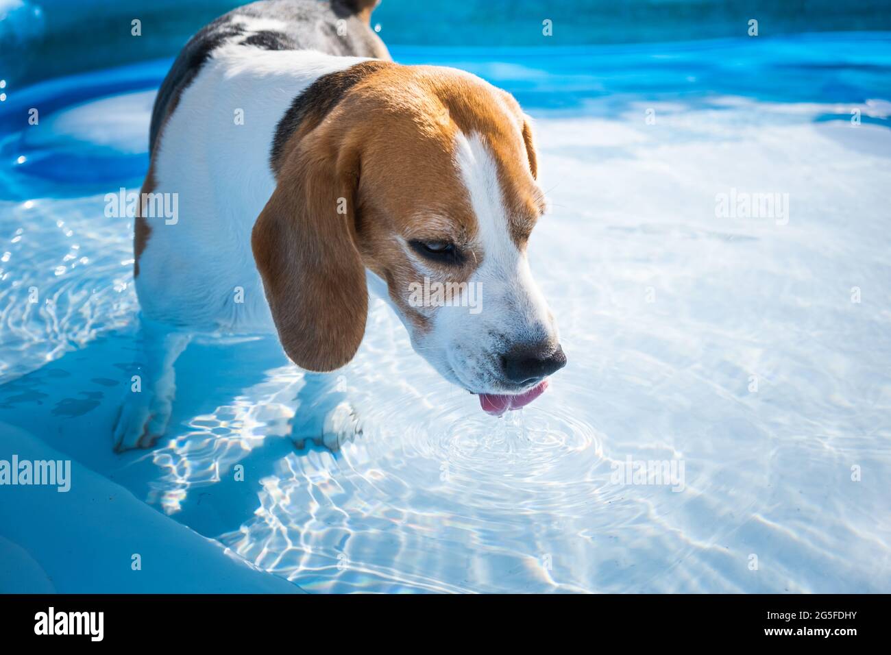 A cute beagle dog in swimming pool cooling down in summer Stock Photo ...