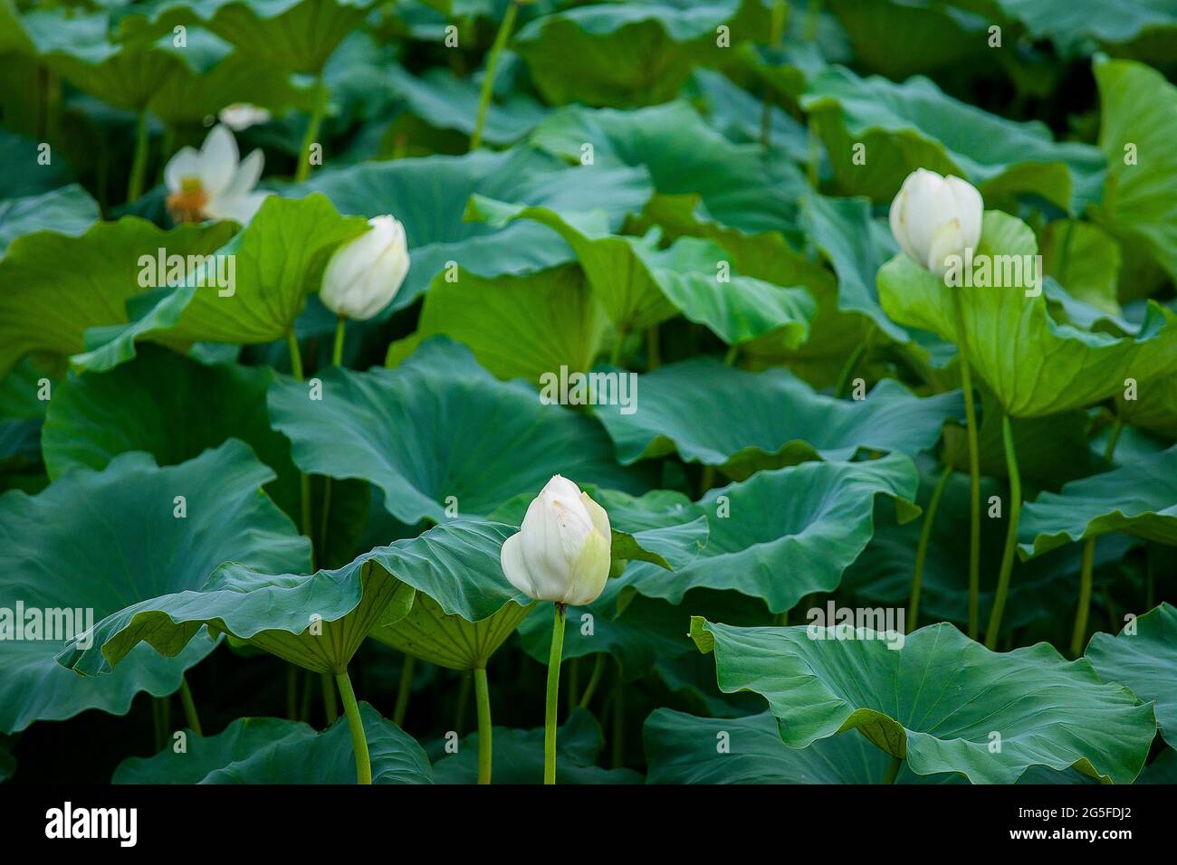 June 27, 2021-South Korea, Sangju-In this photo taken date is July 7 ...