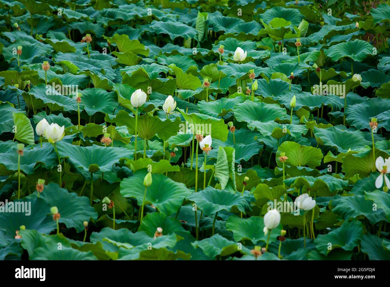 June 27, 2021-South Korea, Sangju-In this photo taken date is July 7 ...