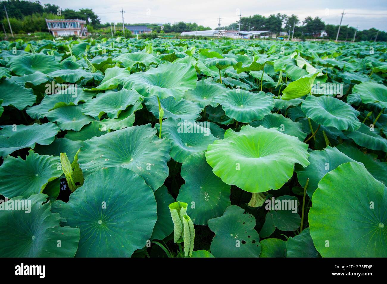June 27, 2021-South Korea, Sangju-In this photo taken date is July 7 ...