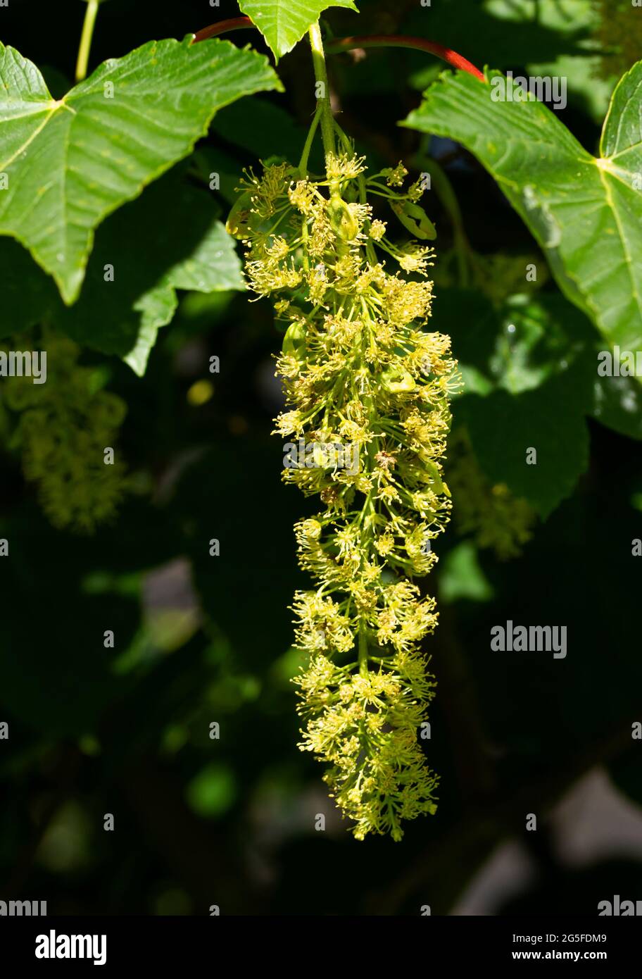 The pendulous clusters of the Sycamore flowers in early summer. The ...