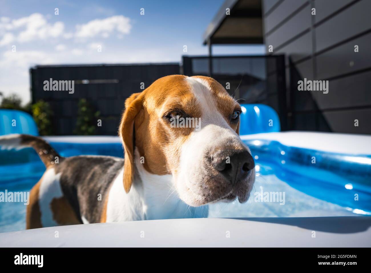 A cute beagle dog in swimming pool cooling down in summer Stock Photo ...