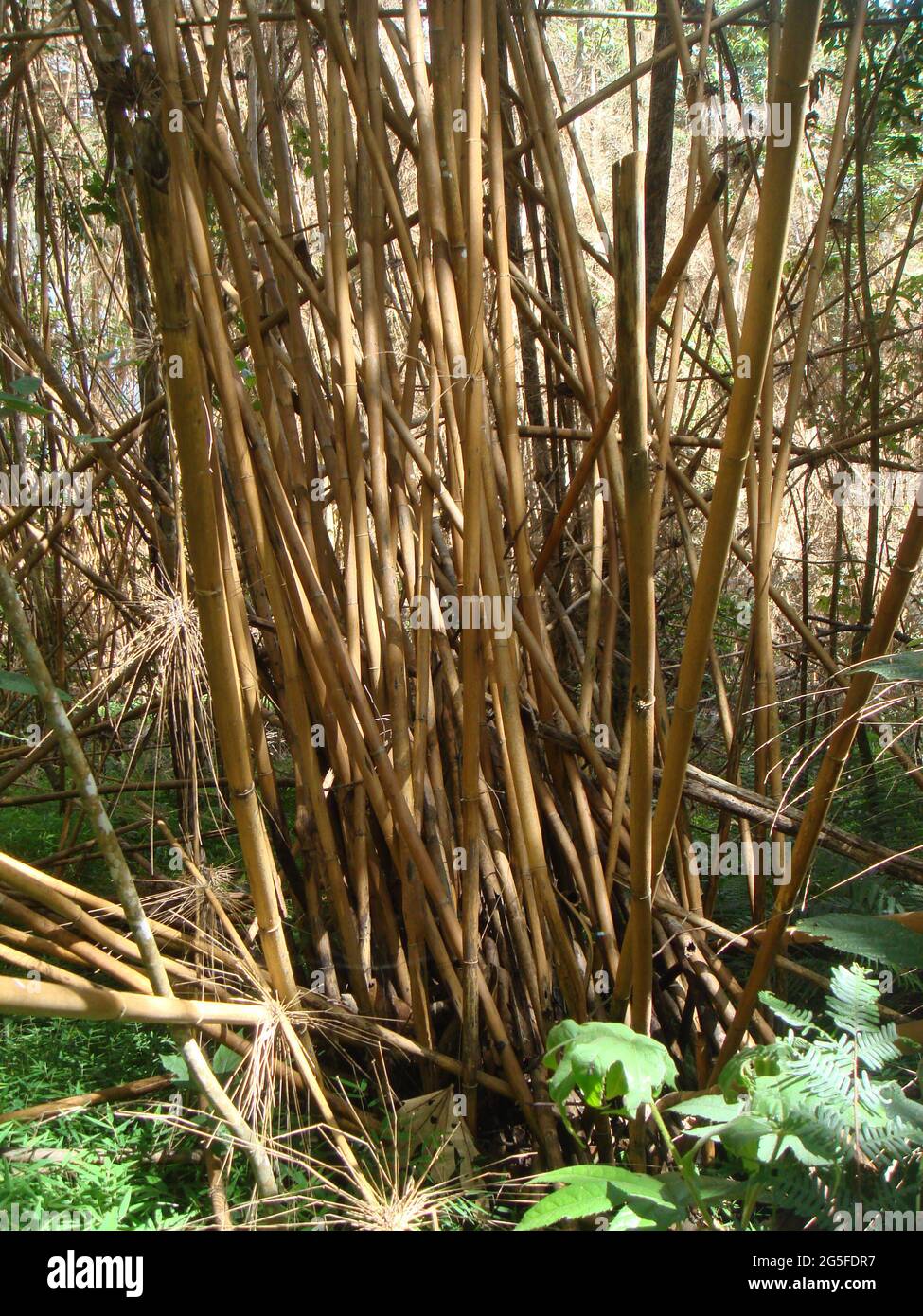 Vertical shot bamboo plants hi-res stock photography and images - Alamy
