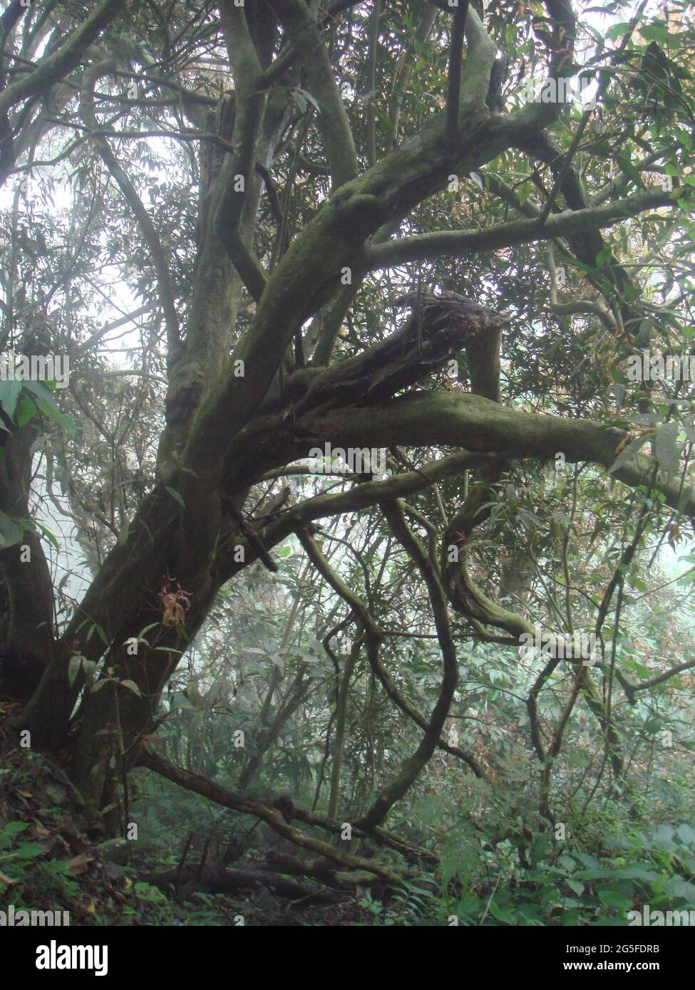 A large green tree with long structured branches Stock Photo - Alamy