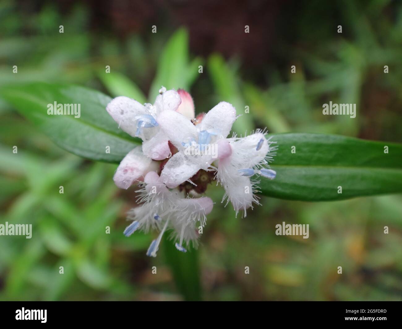 A closeup shot of blooming Menyanthes flowers Stock Photo - Alamy