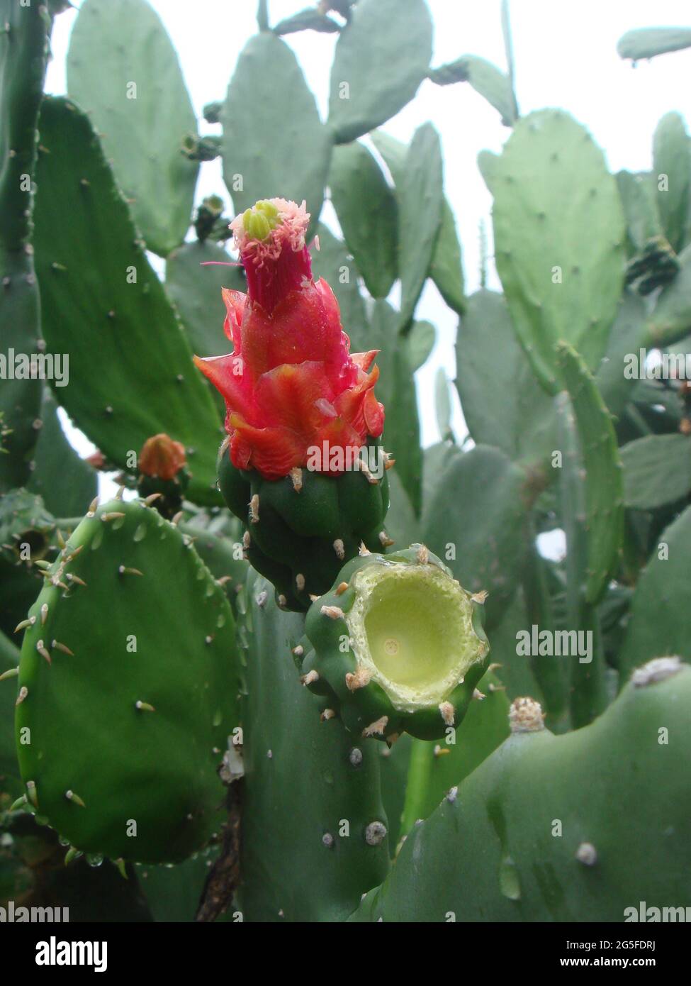 A closeup shot of a growing prickly pear plant Stock Photo - Alamy