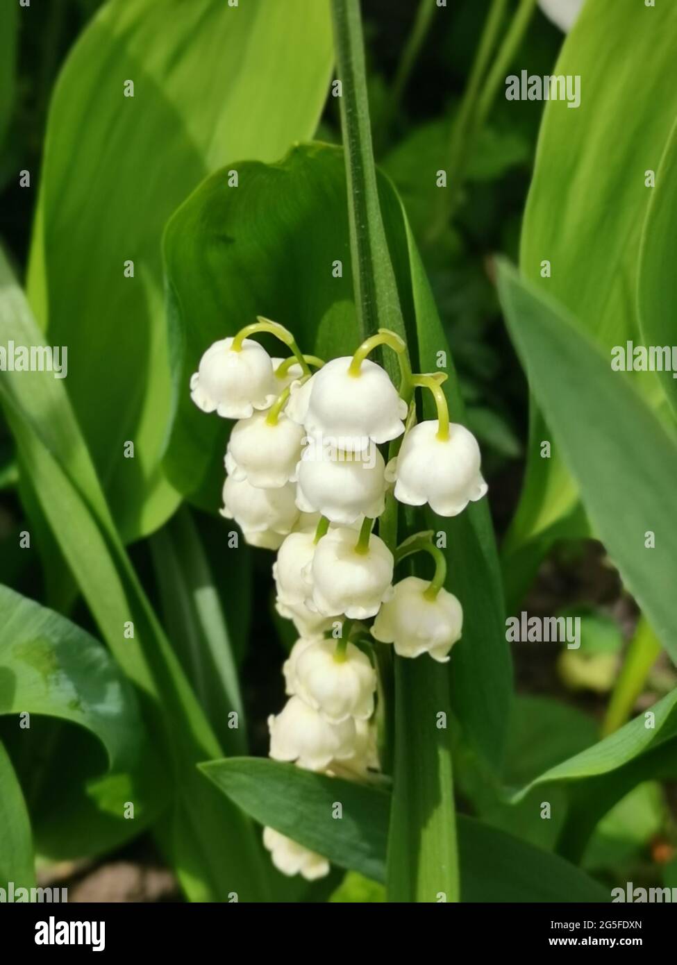 A vertical closeup shot of a lily of the valley plant Stock Photo - Alamy