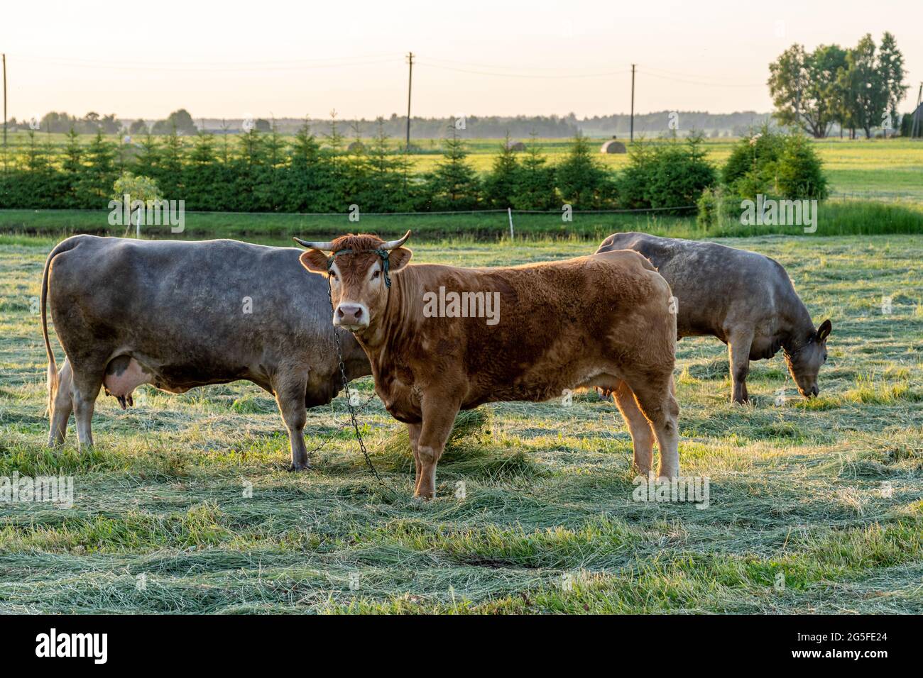 Healthy bullock hi-res stock photography and images - Alamy