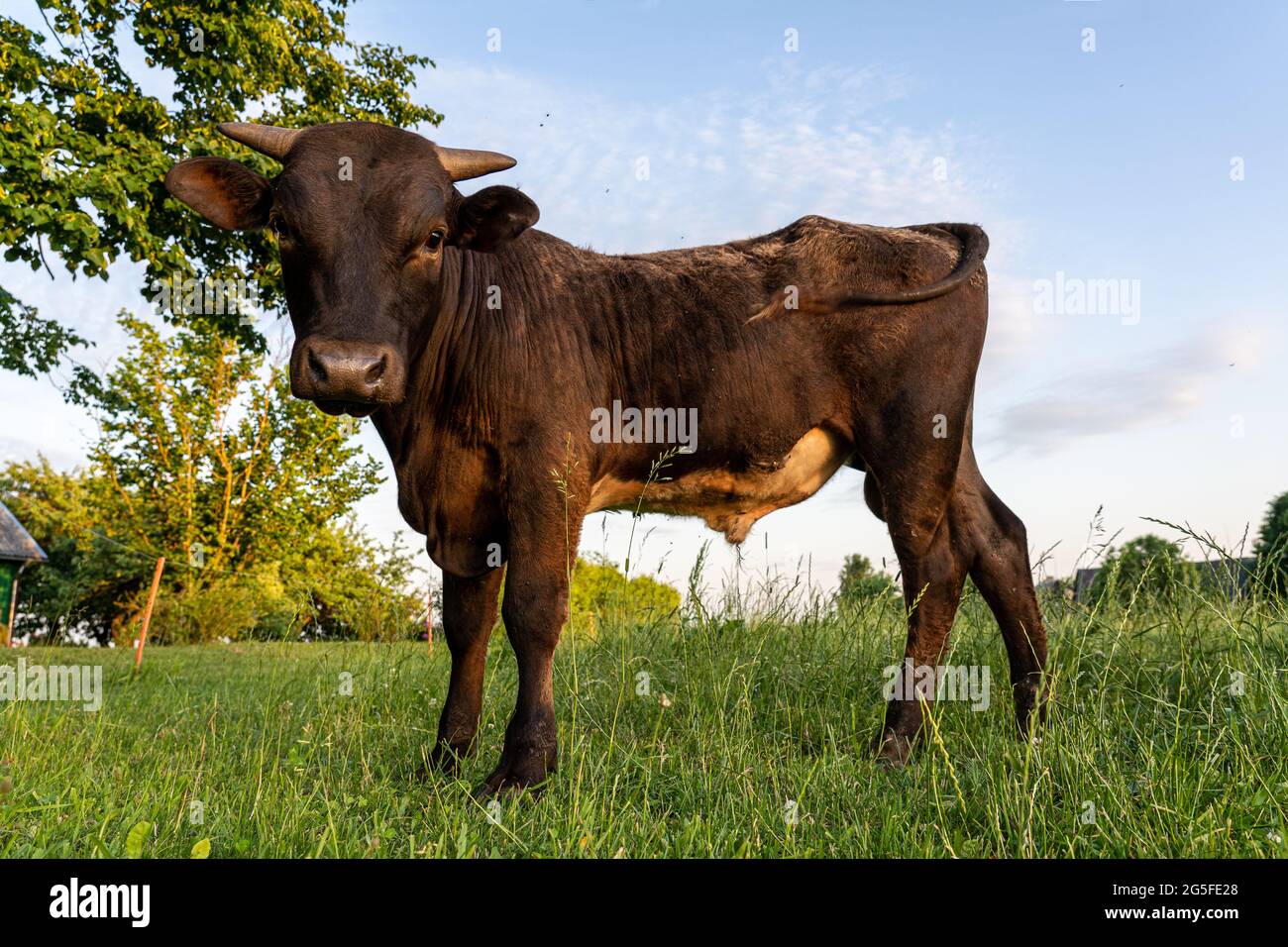 Healthy bullock hi-res stock photography and images - Alamy