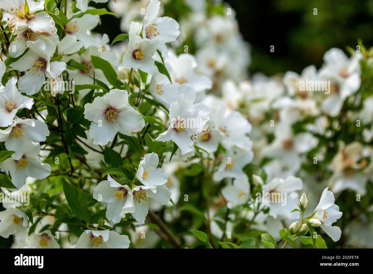 A mock orange shrub in bloom on a summers day Stock Photo - Alamy