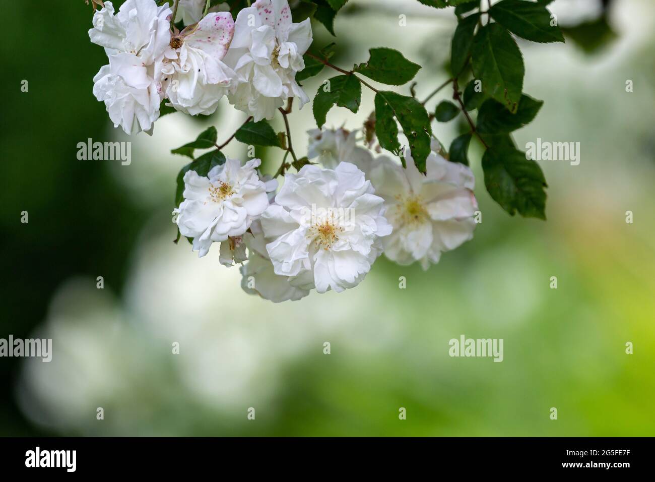 Botany bunch english roses hi-res stock photography and images - Alamy