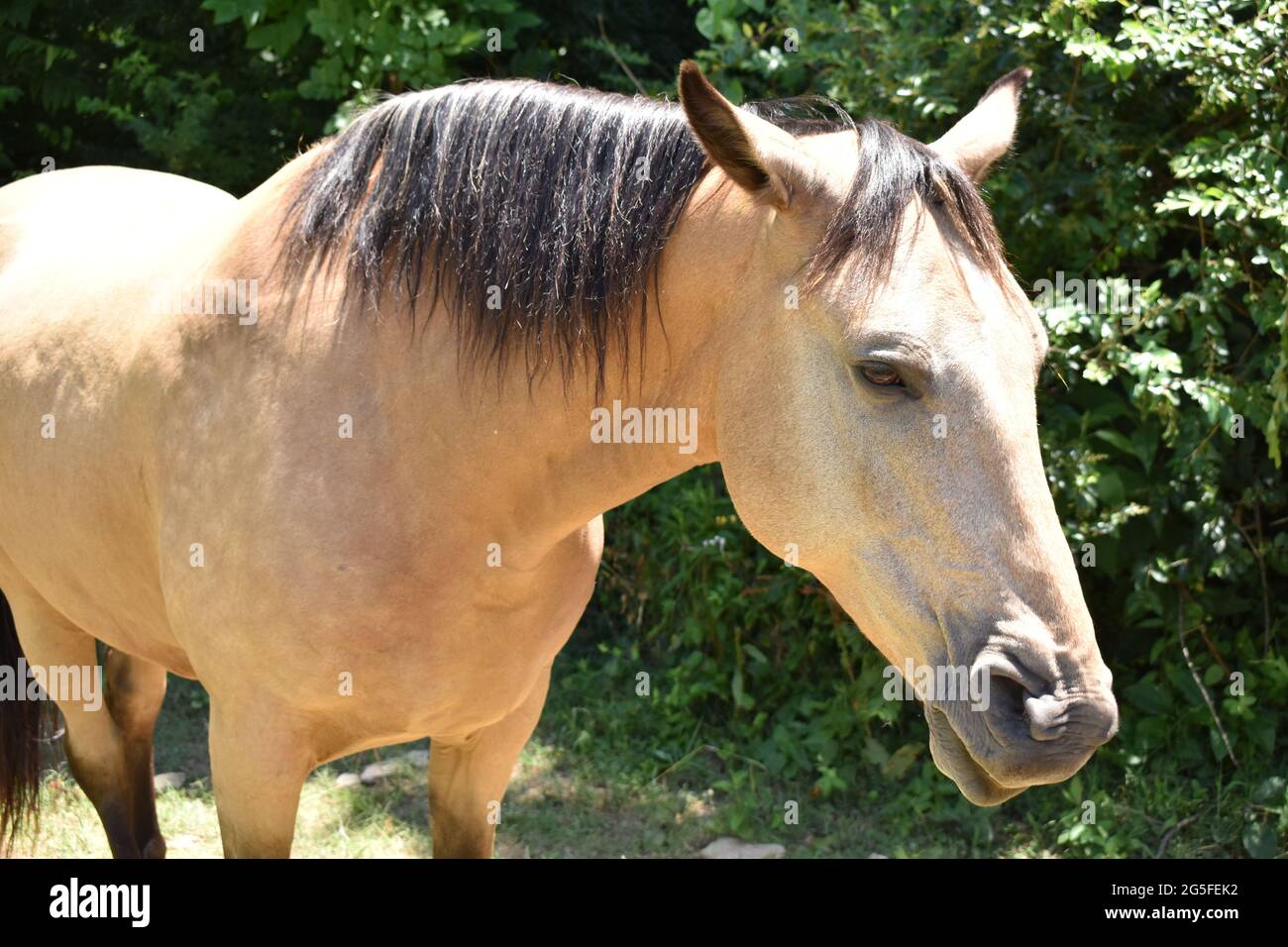 Closeup of a Buckskin horse on a summer day Stock Photo - Alamy