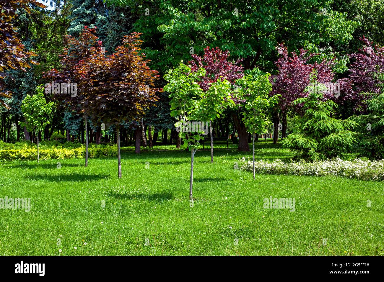 young trees growing on a green grass landscape lawn in a sunny summer ...