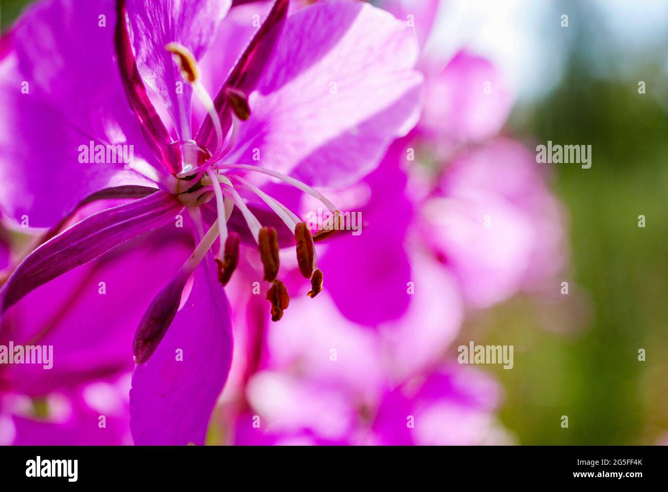 Closeup of fireweed flower, also known as blooming Sally. Macro of ...