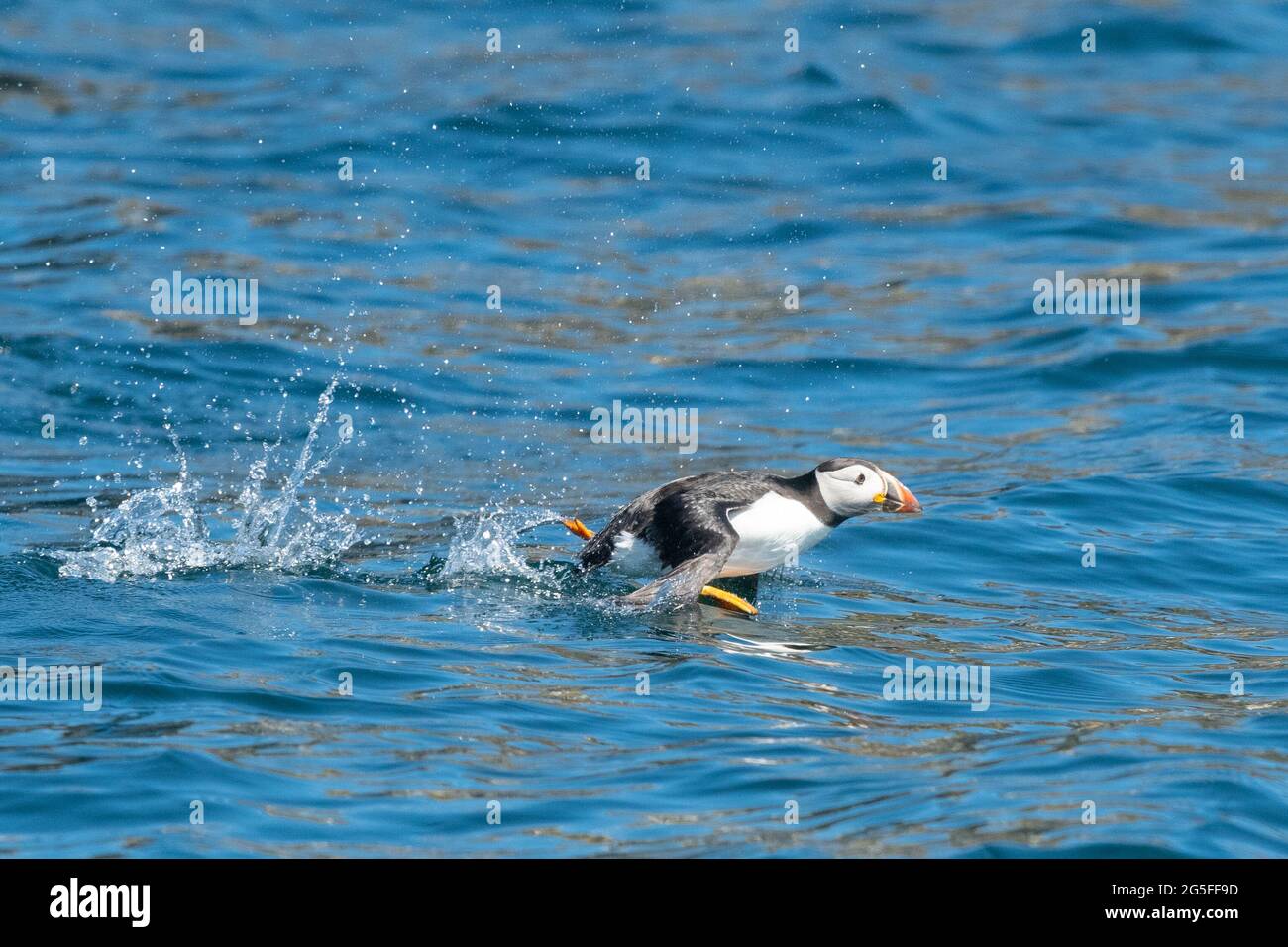 Puffin taking off from water hi-res stock photography and images - Alamy