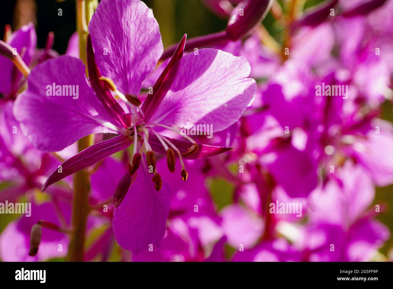 Closeup of fireweed flower, also known as blooming Sally. Macro of ...