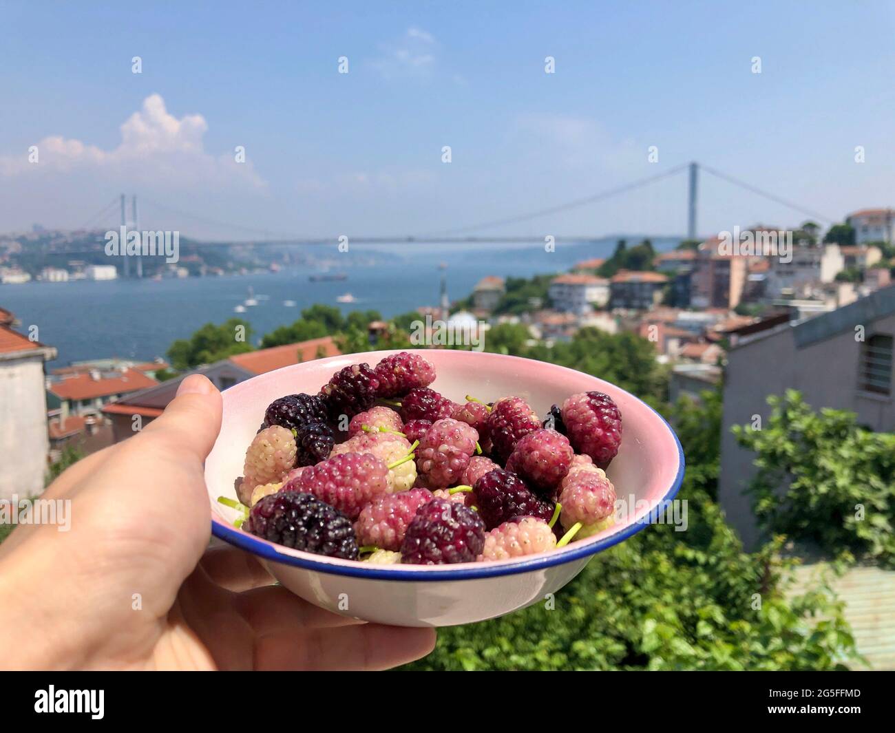 hand holding bowl of mulberry fruits against bosporus bridge in ...