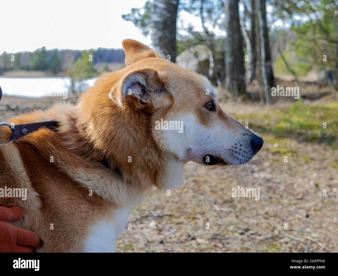 Big ginger hair do hi-res stock photography and images - Alamy