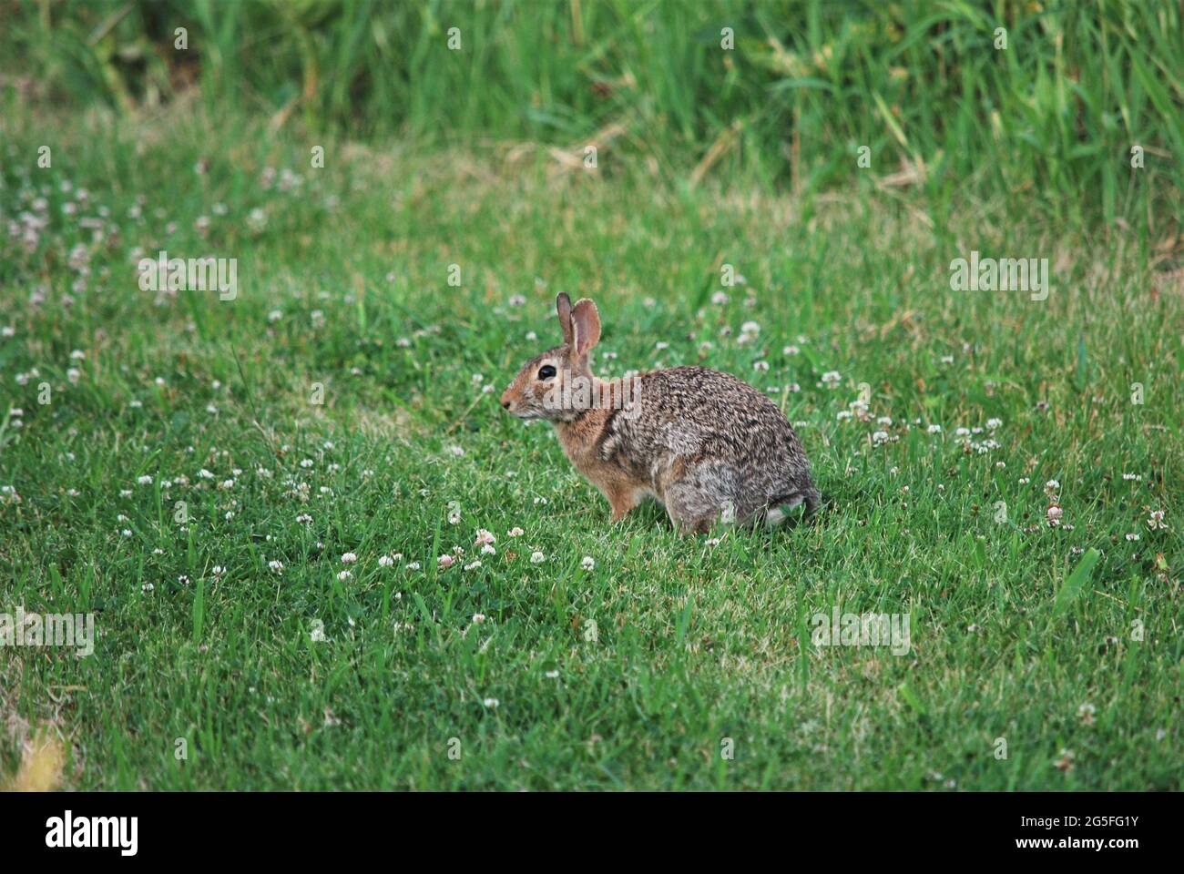 Rabbit in grass Stock Photo - Alamy