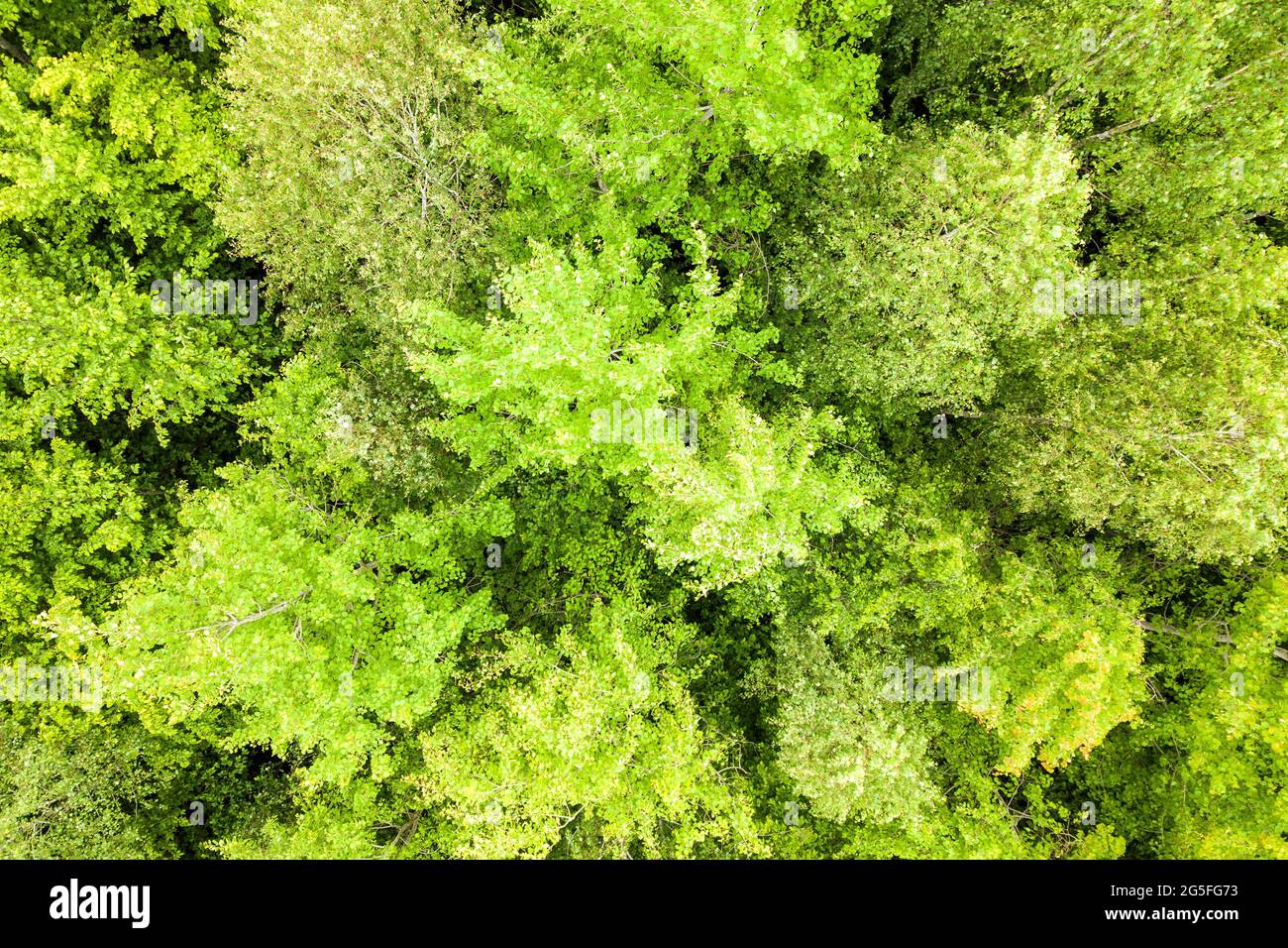 Top down aerial view of green summer forest with canopies of many fresh ...