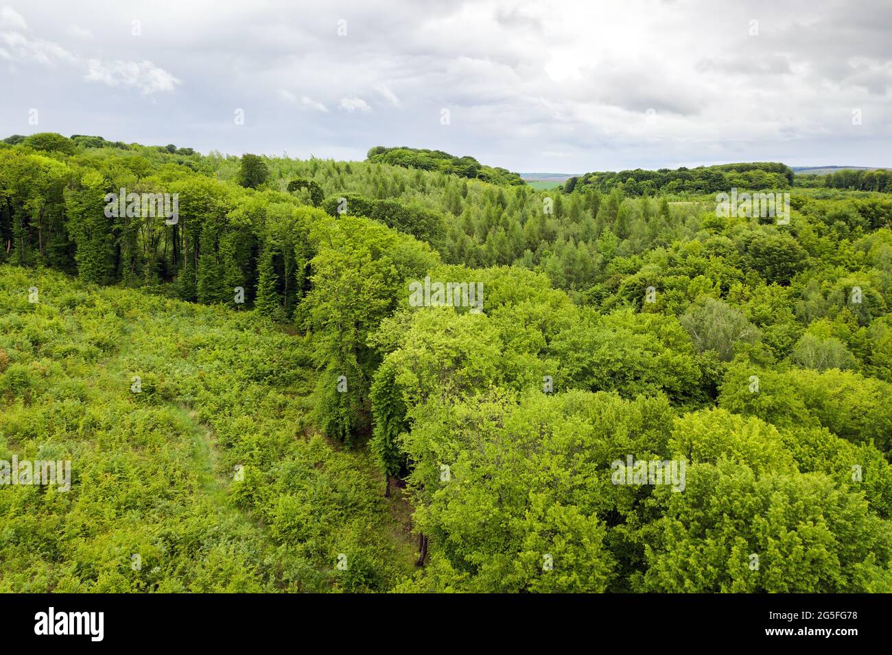 Top down aerial view of green summer forest with large area of cut down ...