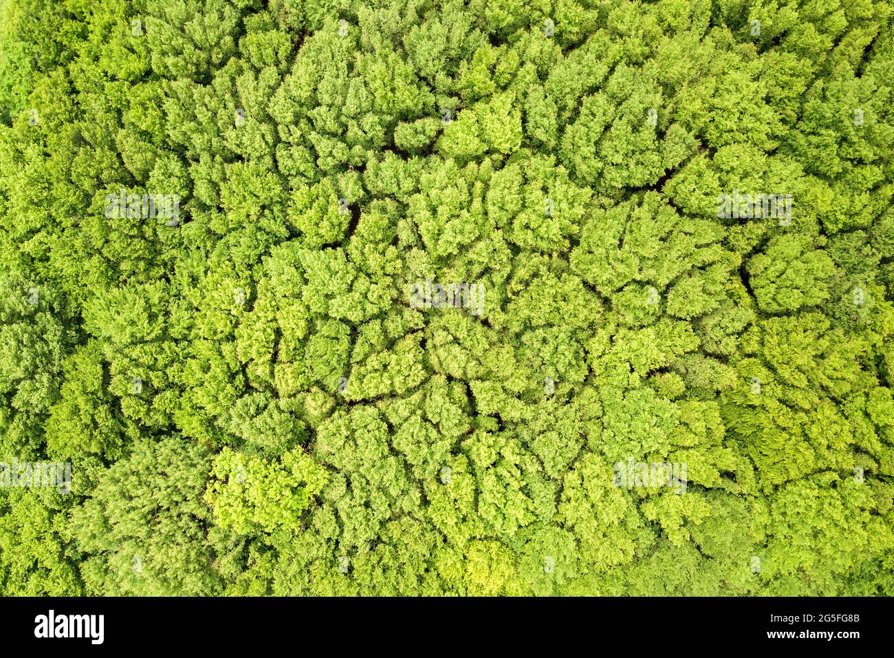 Top down aerial view of green summer forest with canopies of many fresh ...