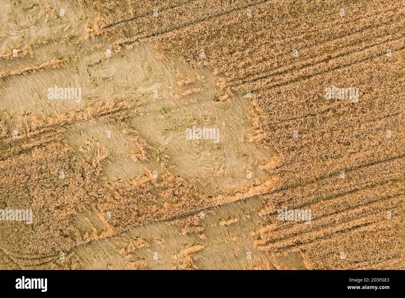 Aerial view of ripe farm field ready for harvesting with fallen down ...
