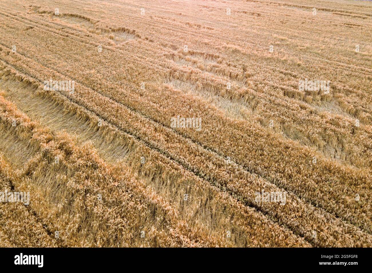 Aerial view of ripe farm field ready for harvesting with fallen down ...