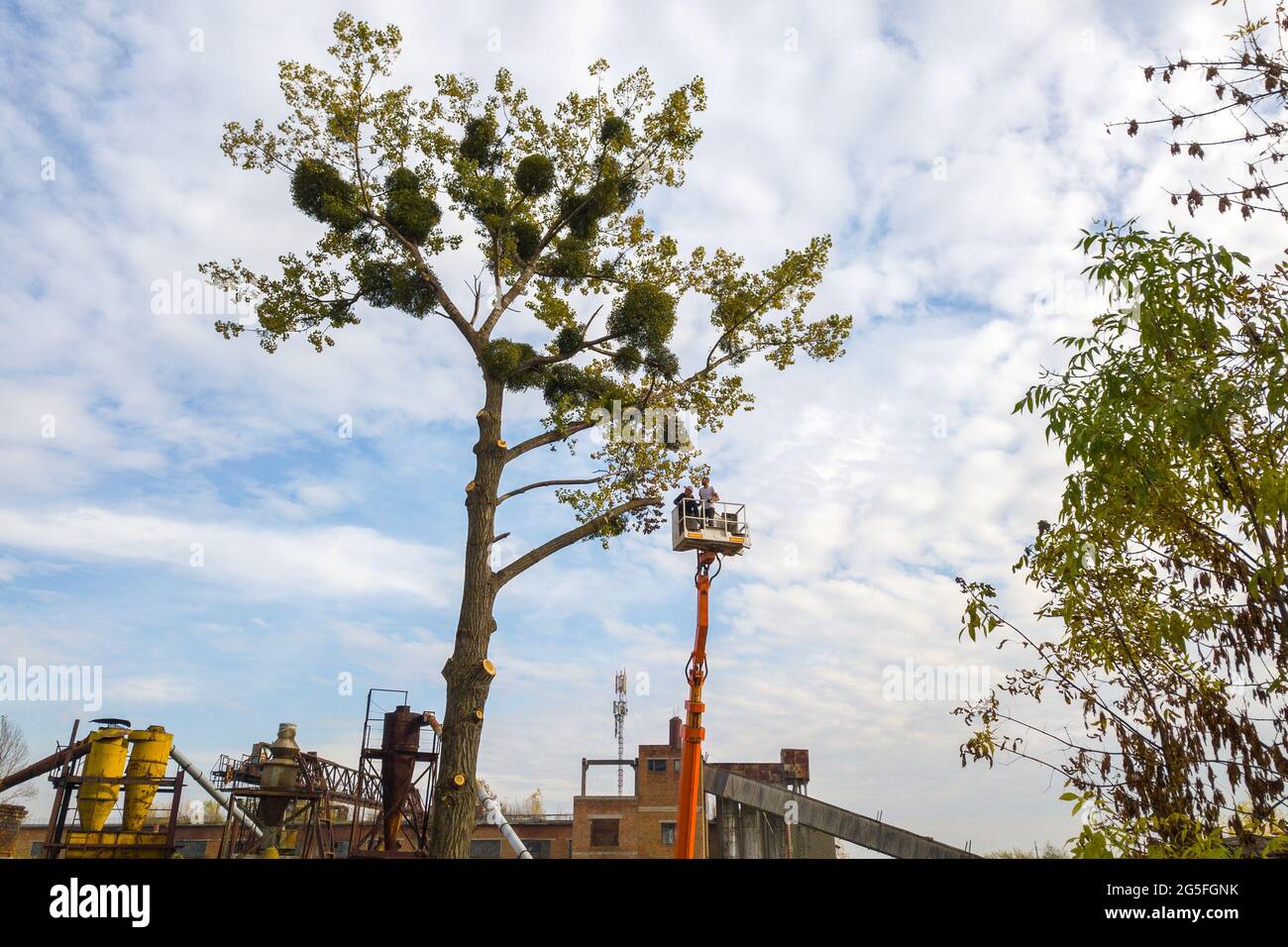 Two service workers cutting down big tree branches with chainsaw from ...