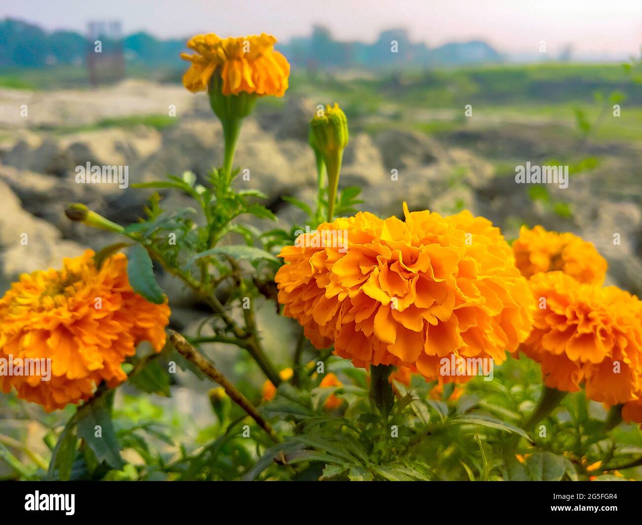 A bunch of Mexican marigold flowers blooming in the garden Stock Photo ...