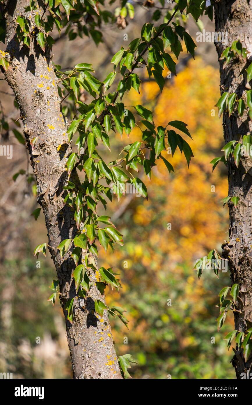 A closeup shot of a thin tree trunk in the forest under bright sunlight ...
