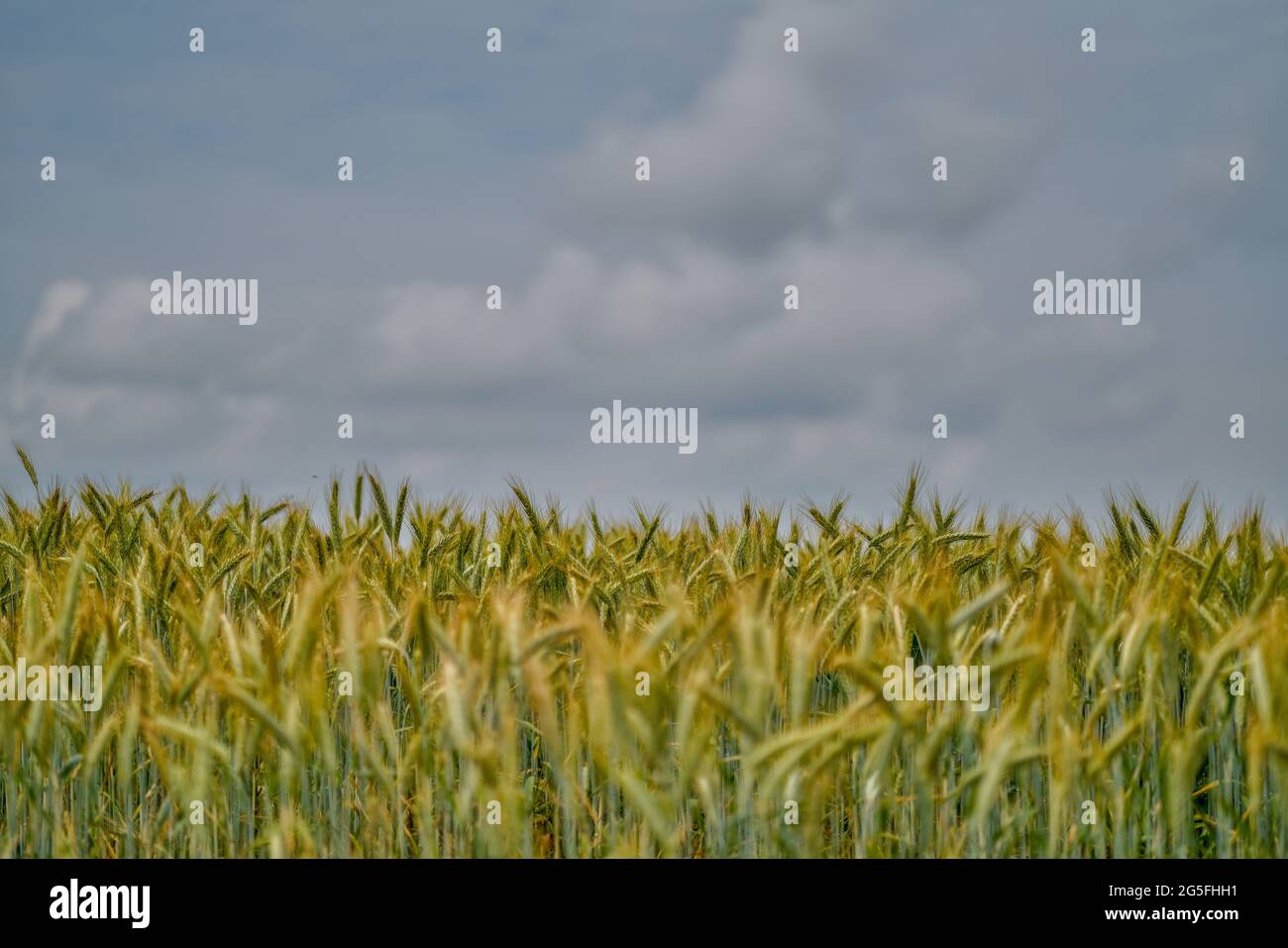 Riping hi-res stock photography and images - Alamy