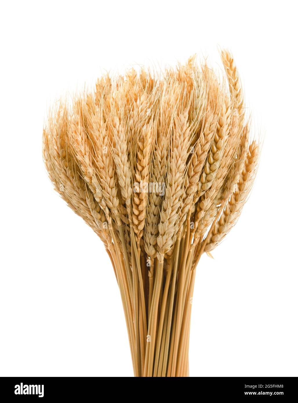 Close up Dry wheat on white background Stock Photo - Alamy