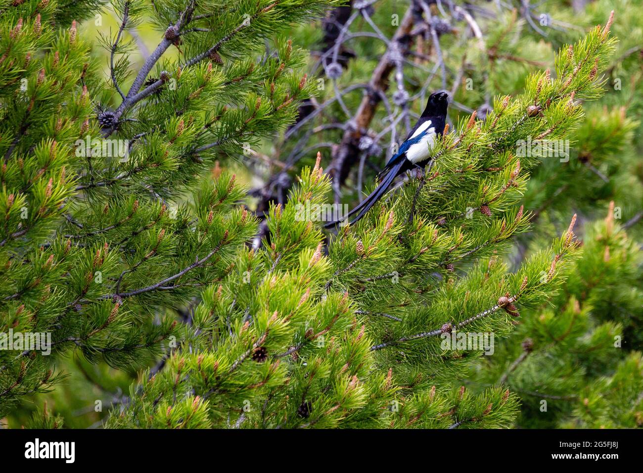 Black-billed Magpie (Pica pica) perched in a pine tree in Wyoming ...