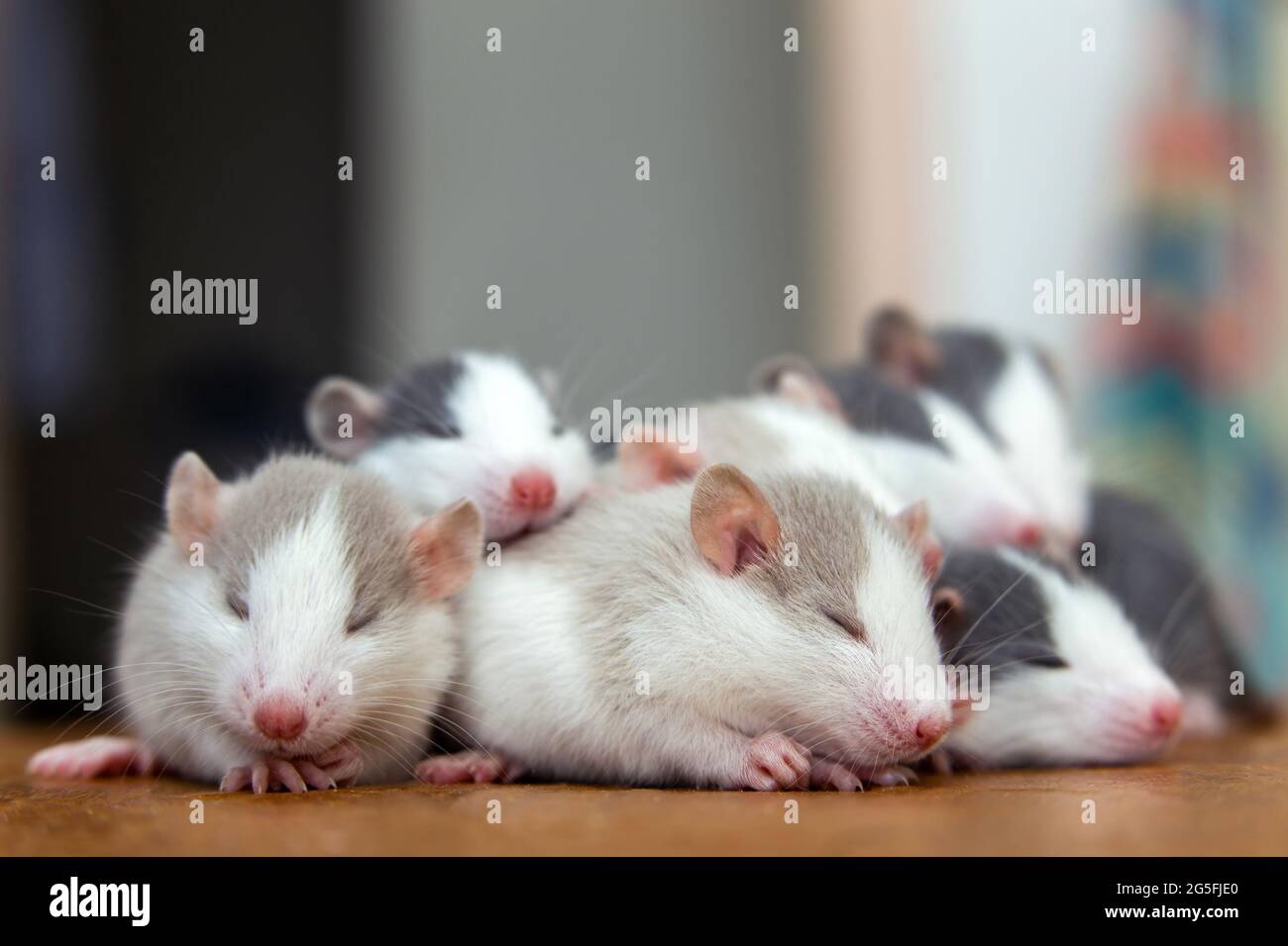 Many small funny baby rats warming together one on top of another Stock ...