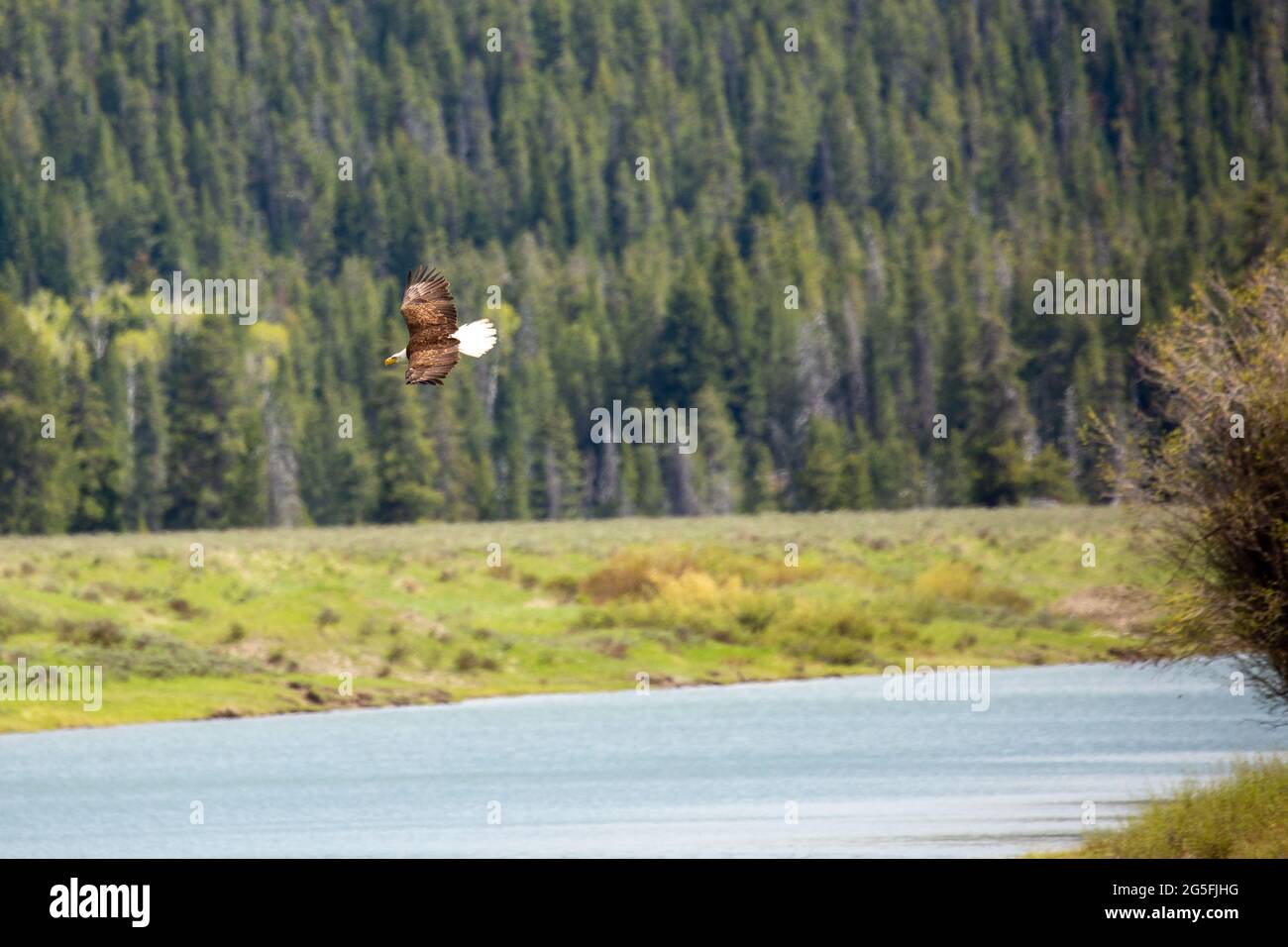 Bald eagle flying over water hi-res stock photography and images - Alamy