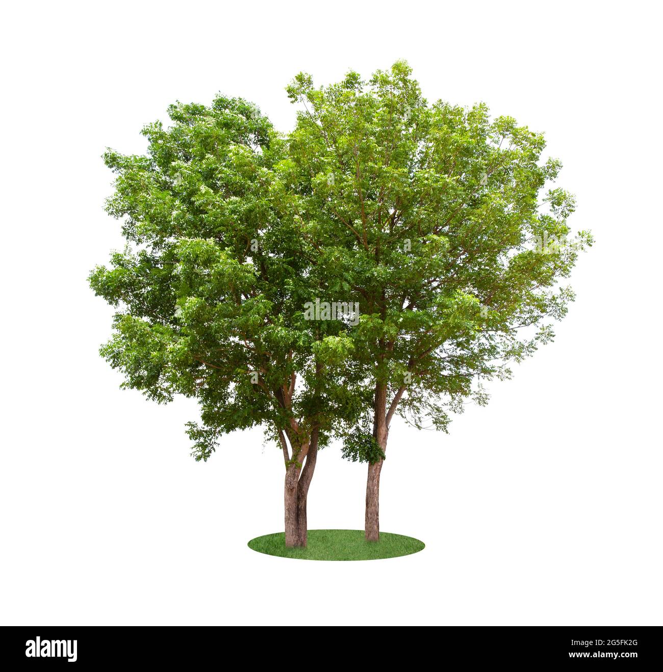 Big trees canopy Cut Out Stock Images & Pictures - Alamy