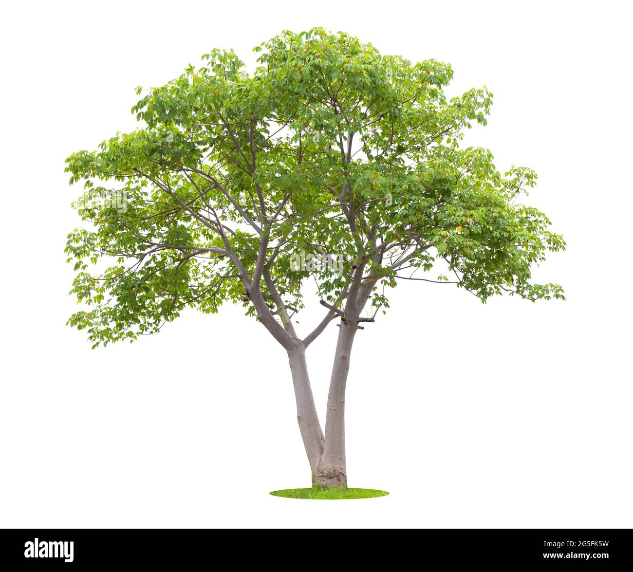 The freshness big green tree isolated on white background Stock Photo ...
