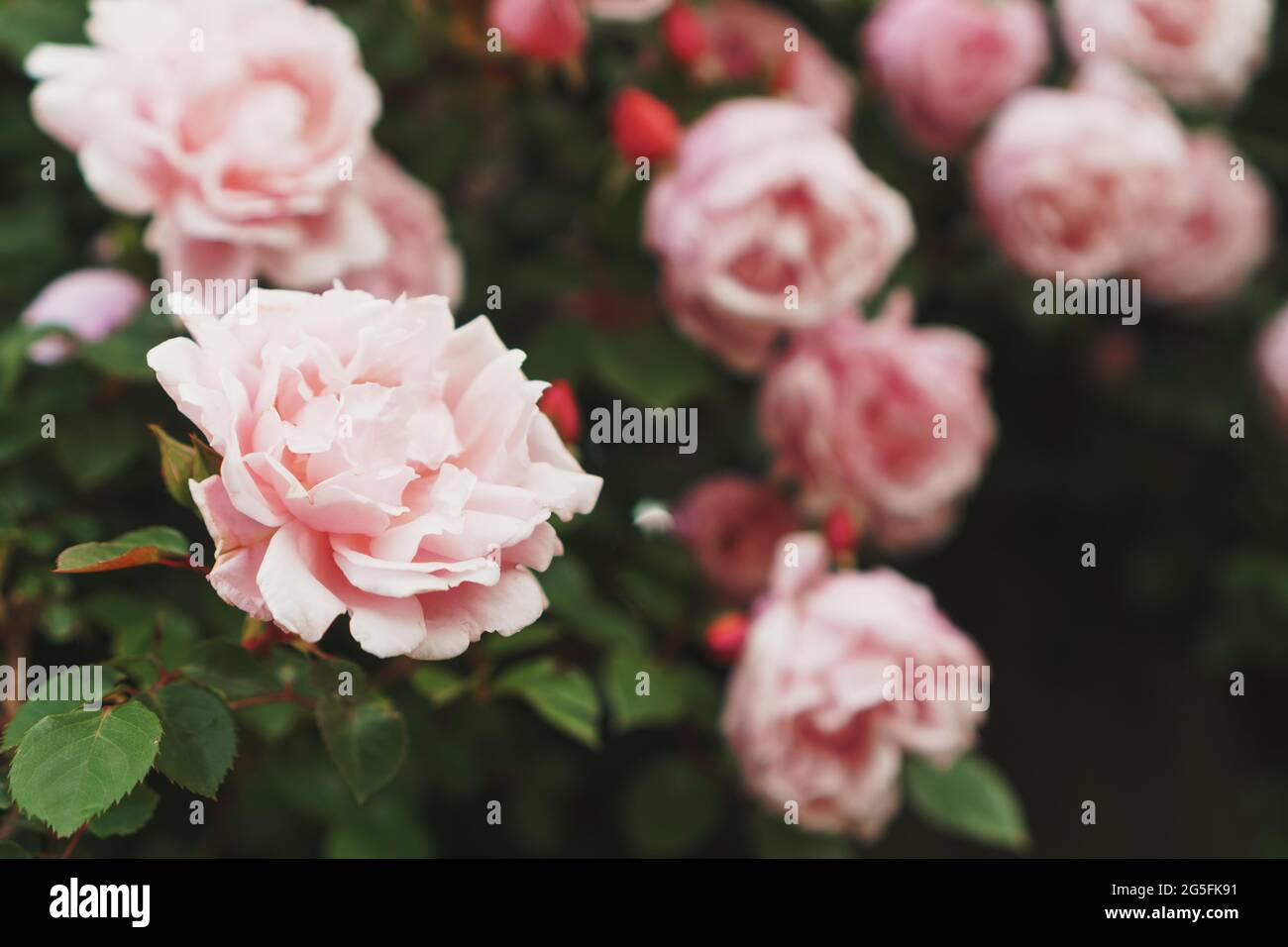 A bush with many small pink roses close-up in the garden. Pink rose ...