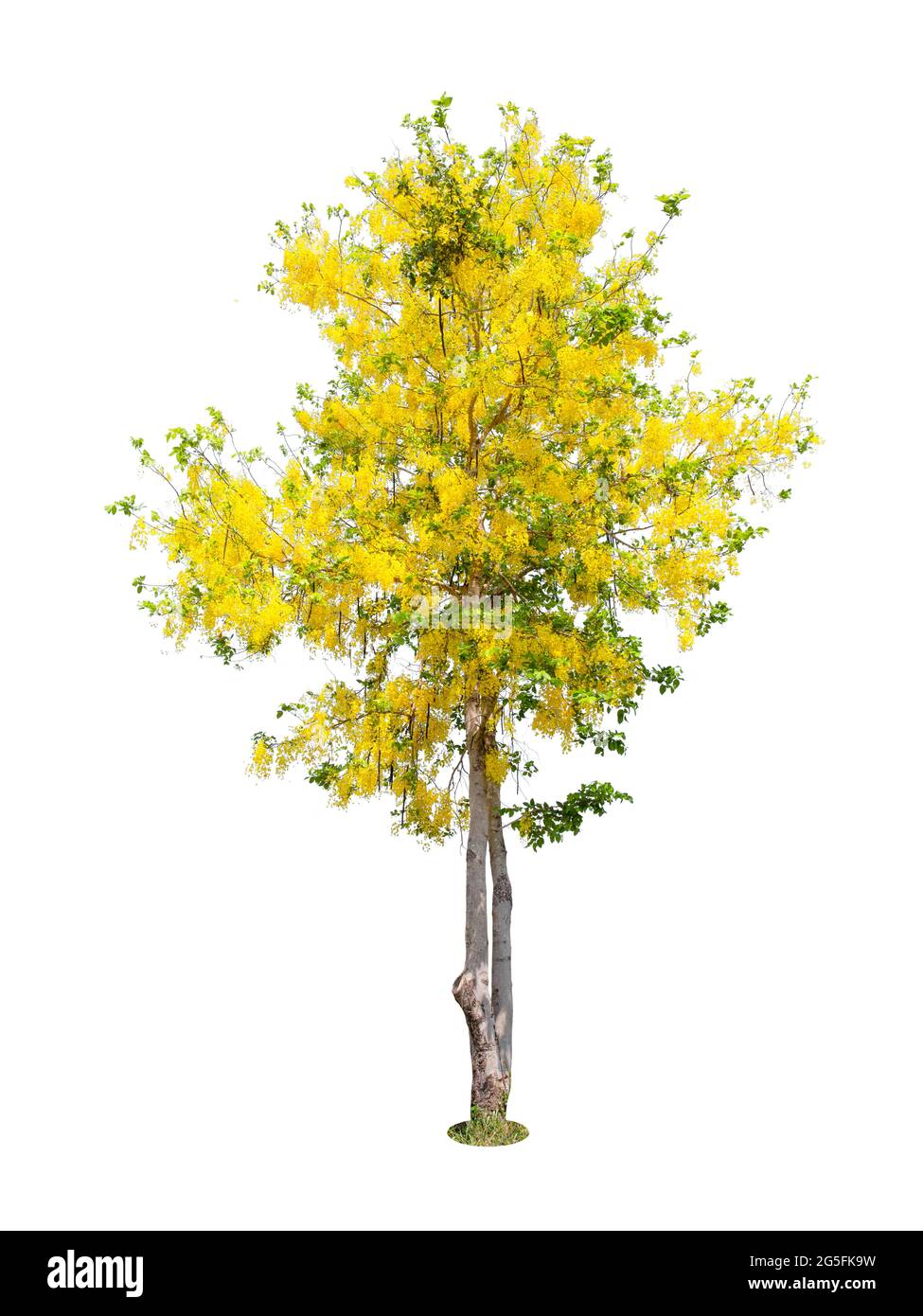 Cassia fistula tree or Golden shower National tree of Thailand and isolated on white background ...