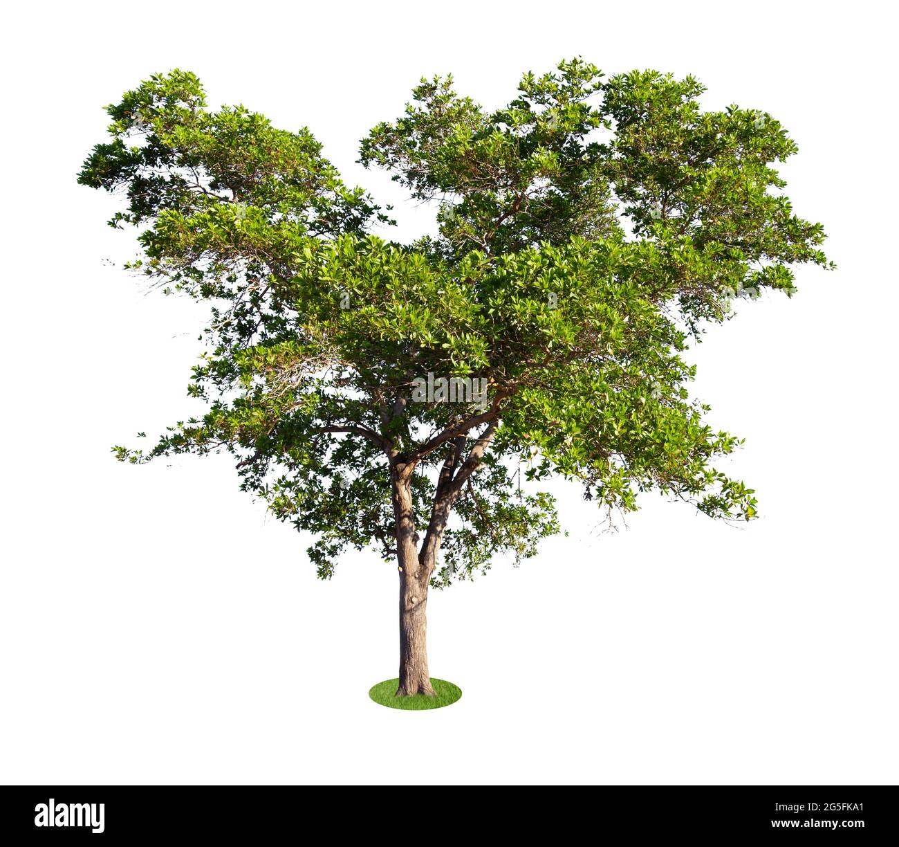 Big tree isolate on white background Stock Photo - Alamy