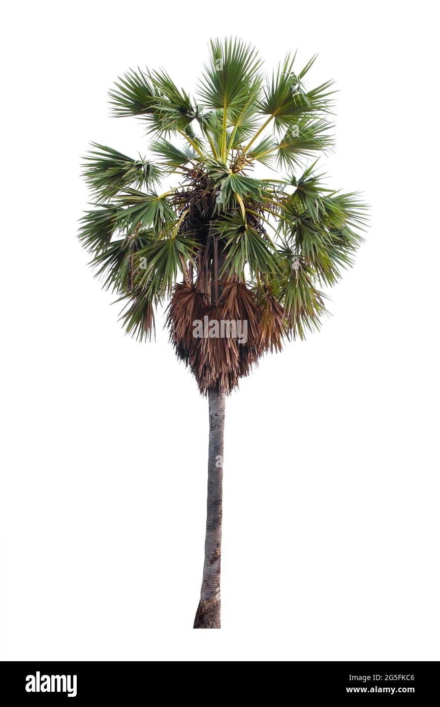 Toddy palm hi-res stock photography and images - Alamy