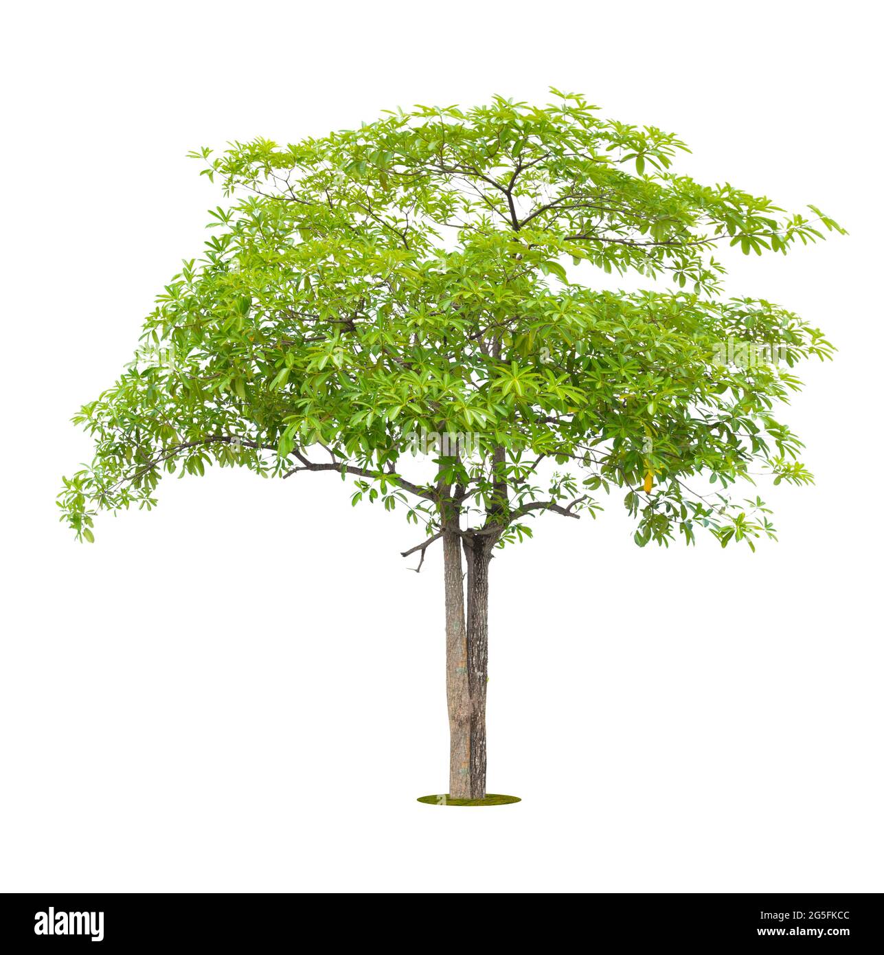 The freshness big green tree isolated on white background Stock Photo ...