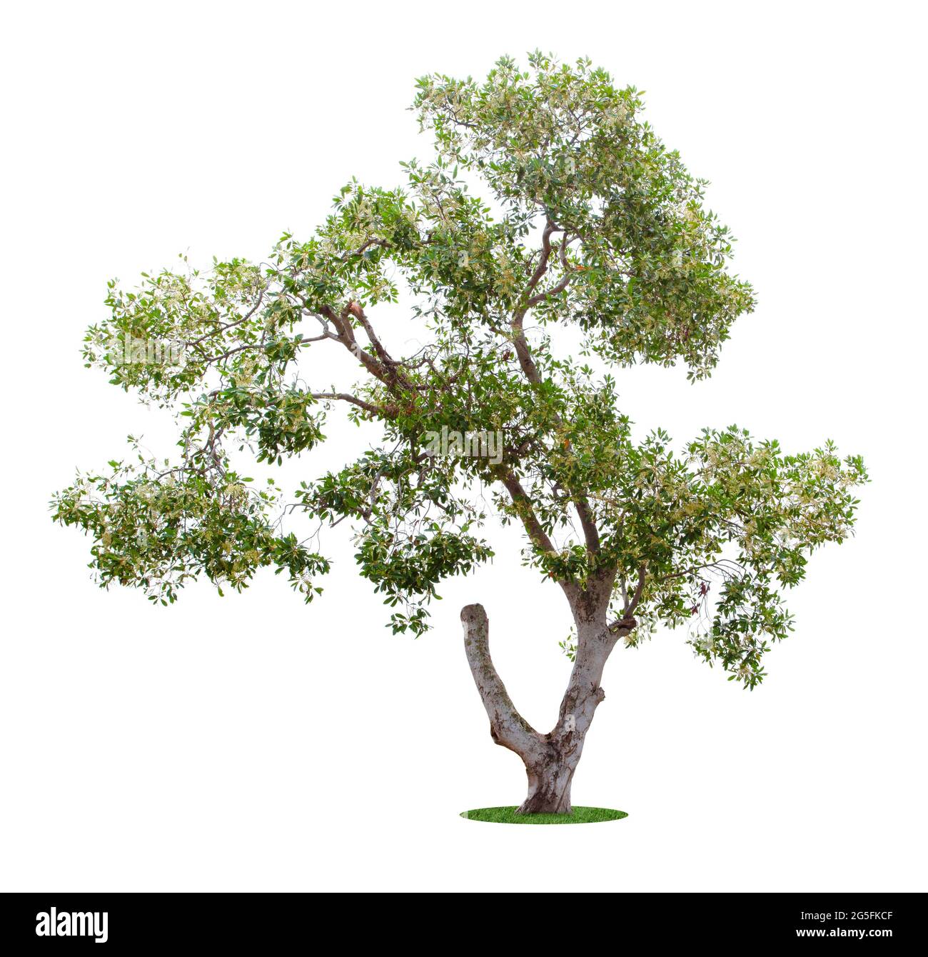 The freshness big green tree isolated on white background Stock Photo ...