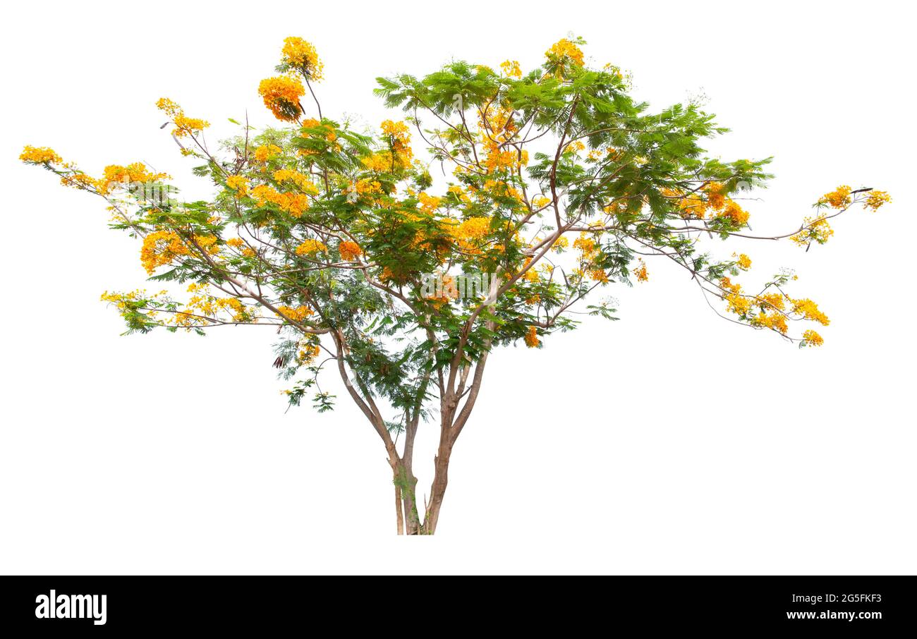 Cassia fistula tree or Golden shower National tree of Thailand and isolated on white background ...