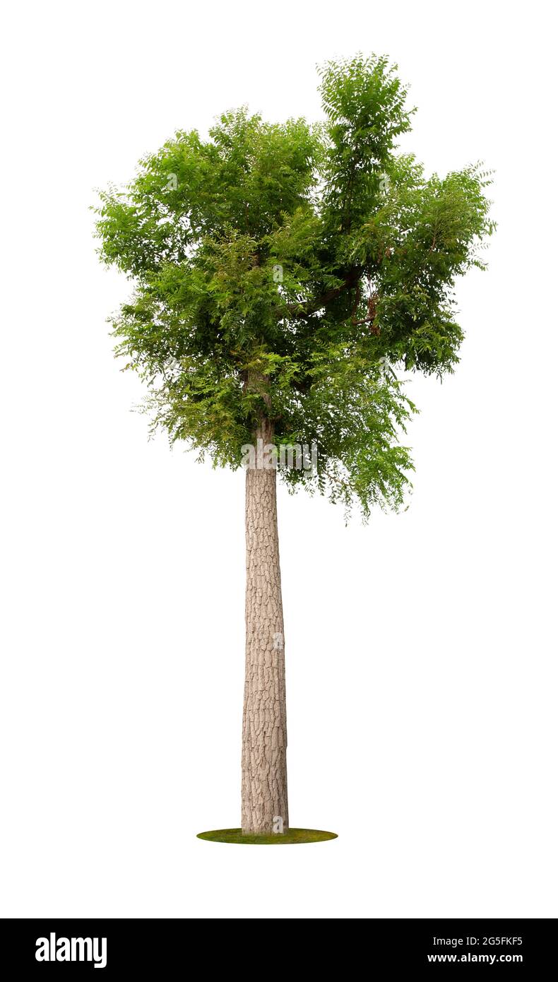 Big tree trunk bright Cut Out Stock Images & Pictures - Alamy